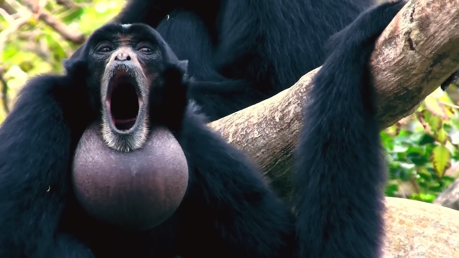 Escape from Extinction Rewilding Trailer - Canary Productions